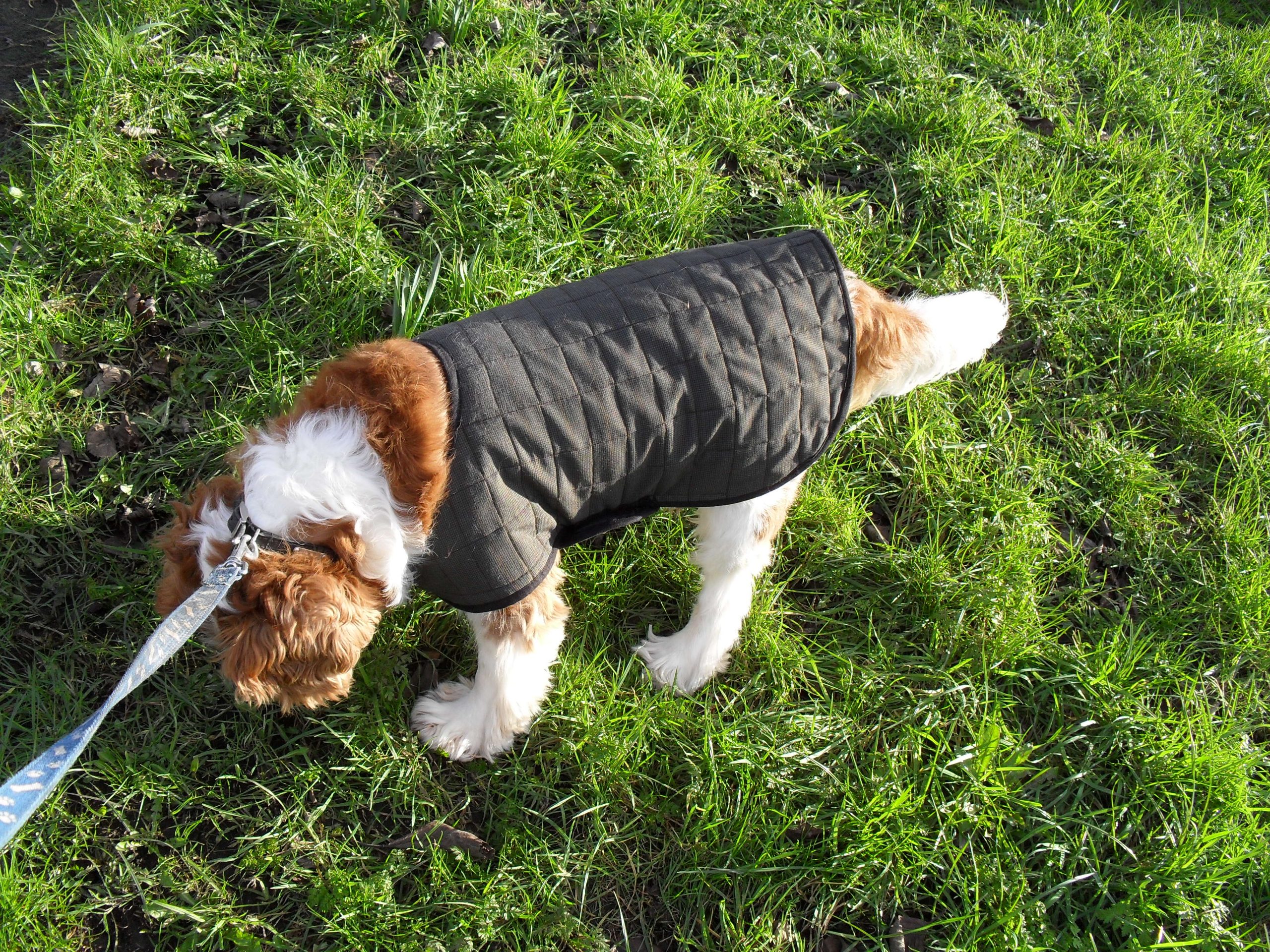 Gallery – WAGGY TAIL DOG WALKS