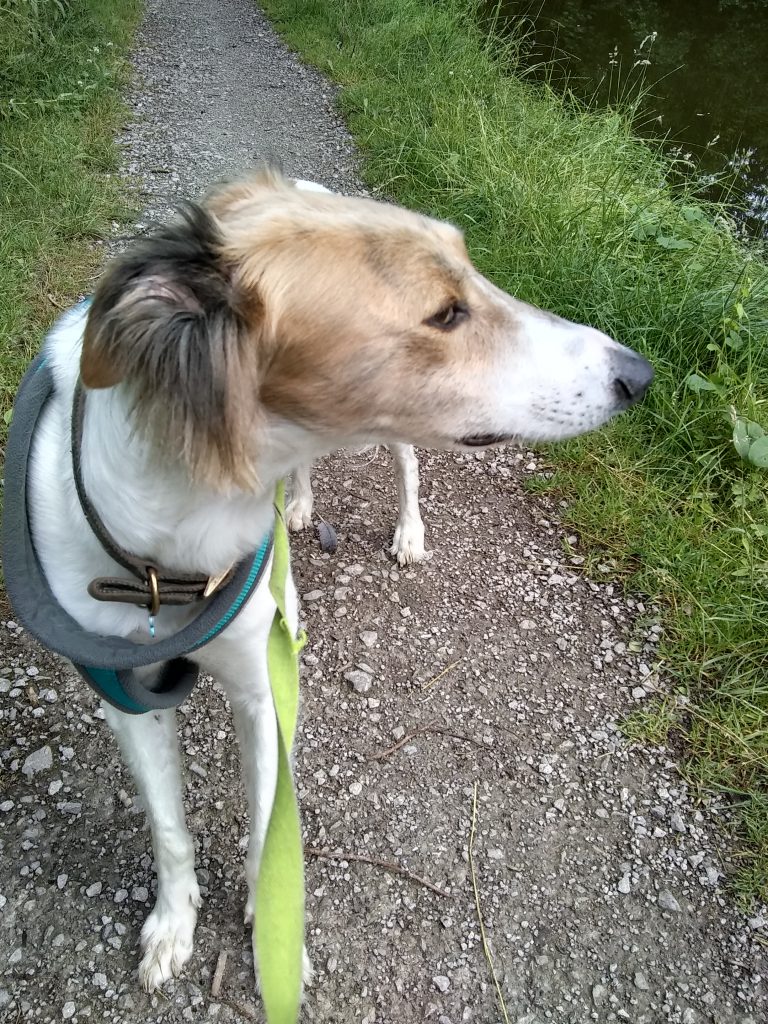 Gallery – Waggy Tail Dog Walks